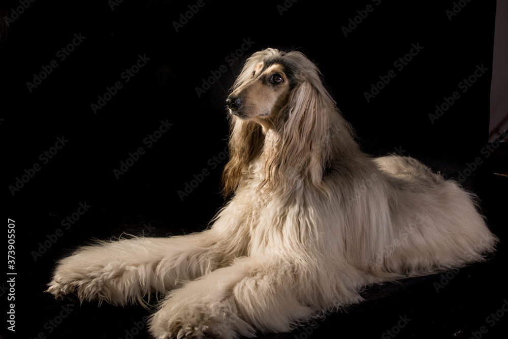 El Lebrel Afgano Tiene Moquillo Canino