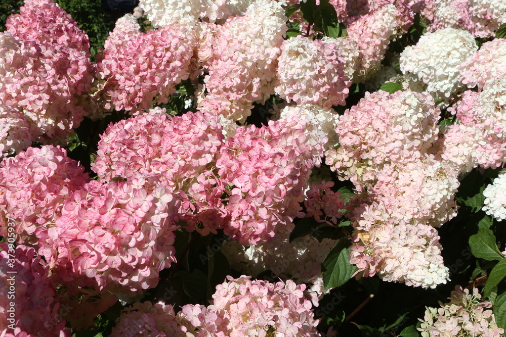 Foto de Pink flowers of hydrangea paniculata "Vanilla Fraise" in summer garden. Summer nature ...