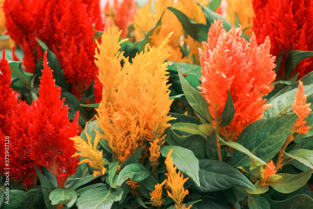 The Celosia flower is also known as the Prince of Wales’ Feathers Stock ...