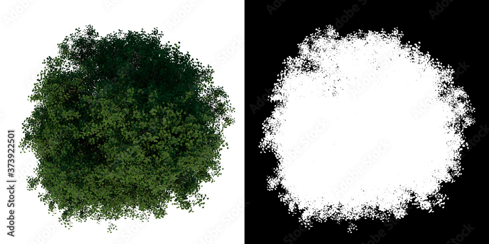 Top view of Tree (Silver Linden 3) Plant png with alpha channel to ...