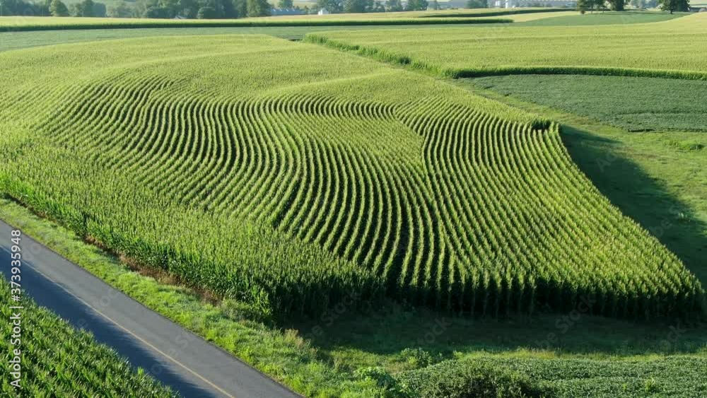 Descending aerial, contour farming on hillside, curve in rows of corn ...