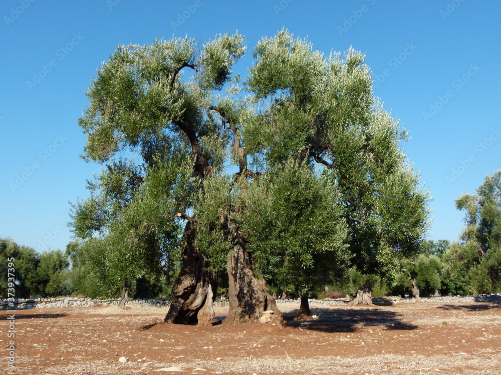 Alter majestätischer Olivenbaum Stock Photo | Adobe Stock
