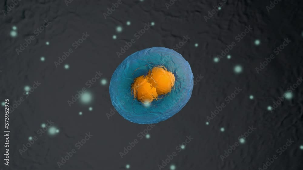3D rendered Animation of the Mitosis of a cell aka the cell division ...