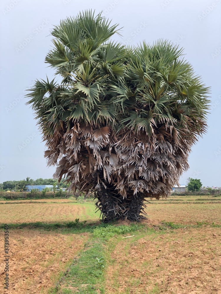Palmyra palms tree isolated in the agricultural field in interior rural ...