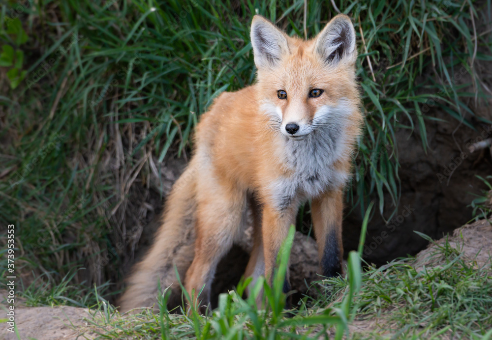 Red fox kit in the wild Stock Photo | Adobe Stock