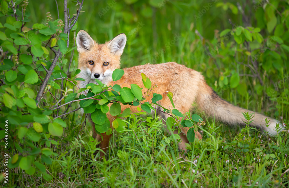 Red fox kit in the wild Stock Photo | Adobe Stock
