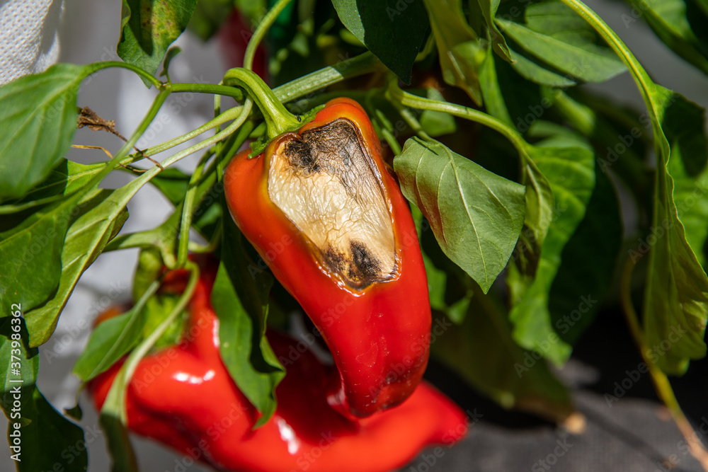 Patient the fruit of the pepper. Apical rot of the fruits of pepper ...