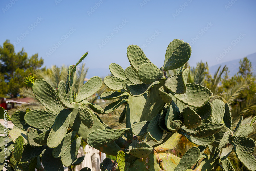 The cactus grows in hot and arid climates. The cactus grows in nature ...