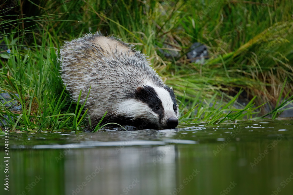 European badger, Meles meles, is going to take bath in forest lake ...