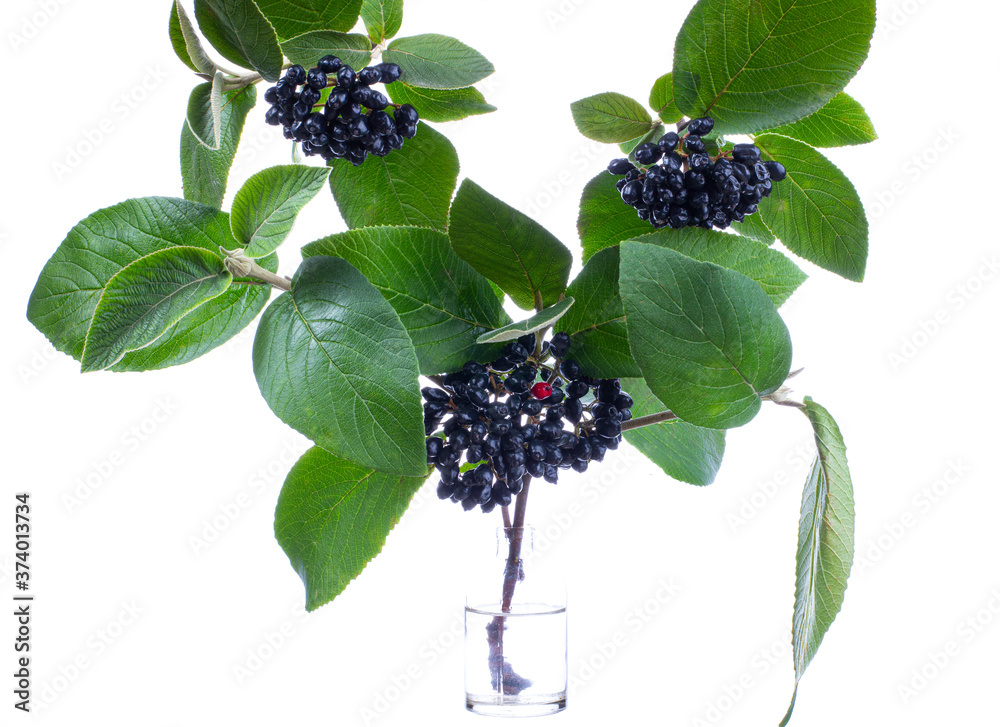 Sambucus nigra (black elder or European elder) in a glass vessel on a ...