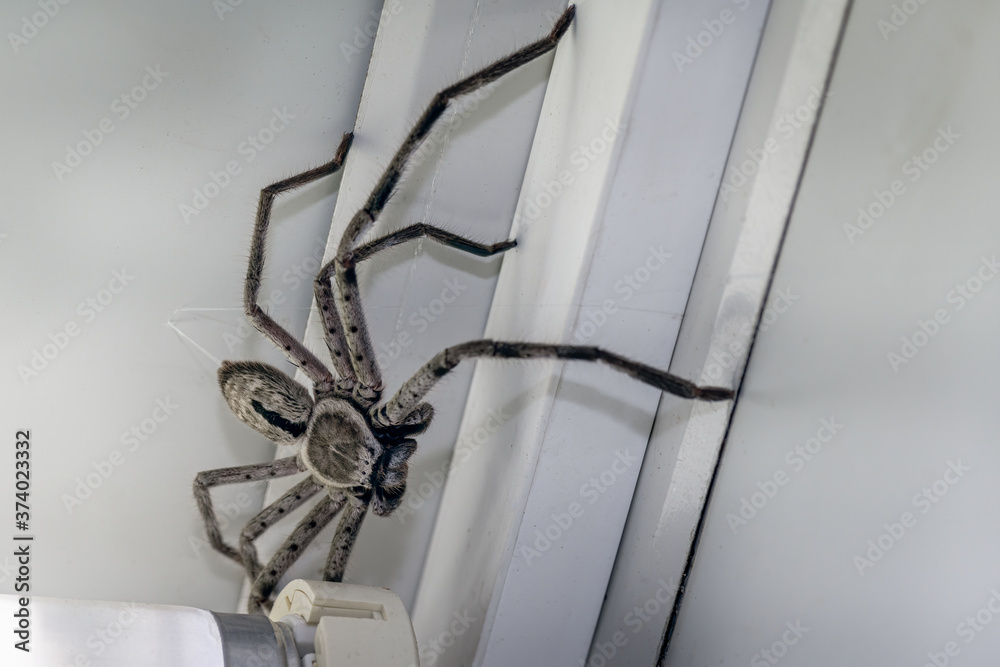 Spider On Ceiling What To Do | Shelly Lighting