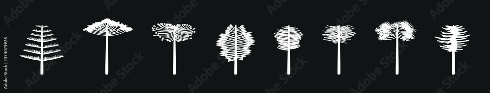 Vetor de araucaria tree set. stock vector illustration do Stock | Adobe ...