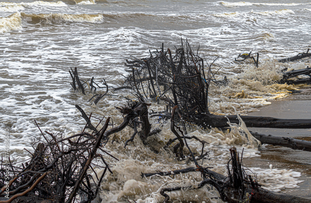 Climate Change Photo - Mature Trees of Coastal belt uprooted and fallen ...