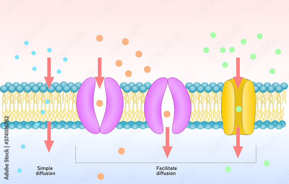Passive transport of membrane, simple and facilitated diffusion. Stock ...