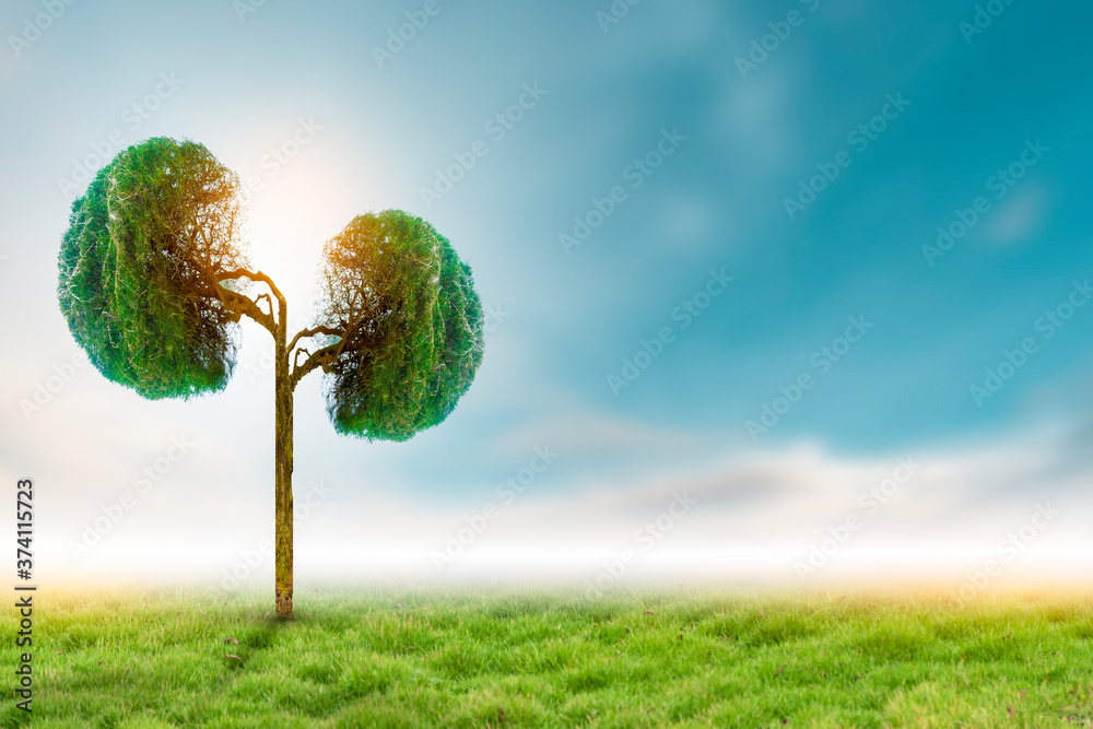 Trees (kidneys), 3D environmental and medical concepts Stock Photo ...