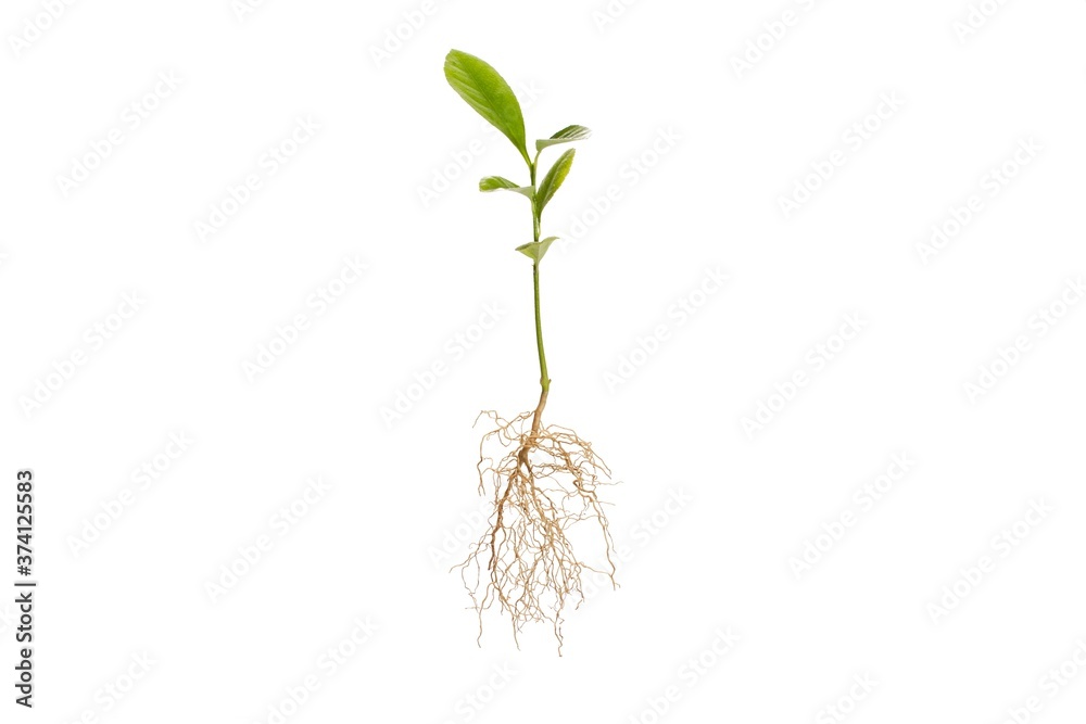 raiz pivotante limón citrus planta bonsai Stock Photo | Adobe Stock