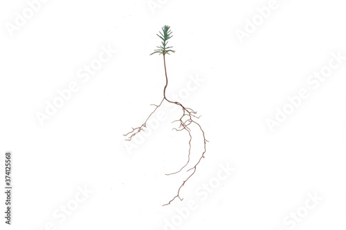 raiz pivotante ciprés cupressus planta bonsai Stock Photo | Adobe Stock