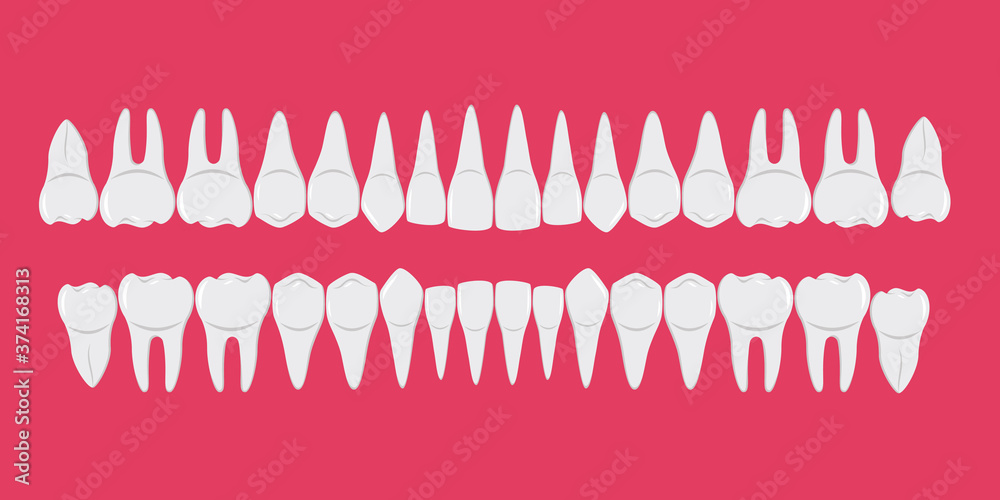 Healthy white human teeth in a row. Beautiful, even teeth with roots ...