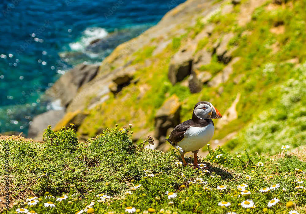 A Puffin strolls along a cliff edge on the way back to his burrow on ...