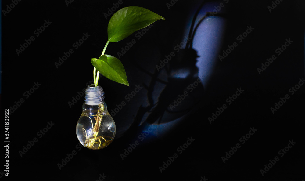 planta viviendo dentro de un foco flotante foto de Stock | Adobe Stock