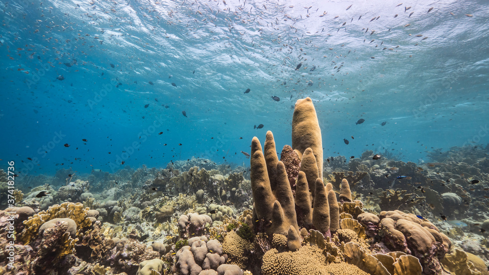 Seascape in shallow water of coral reef in Caribbean Sea / Curacao with ...
