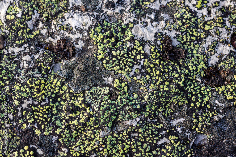 Natural texture of a stone covered with lichen. Lichenes patterns on a ...