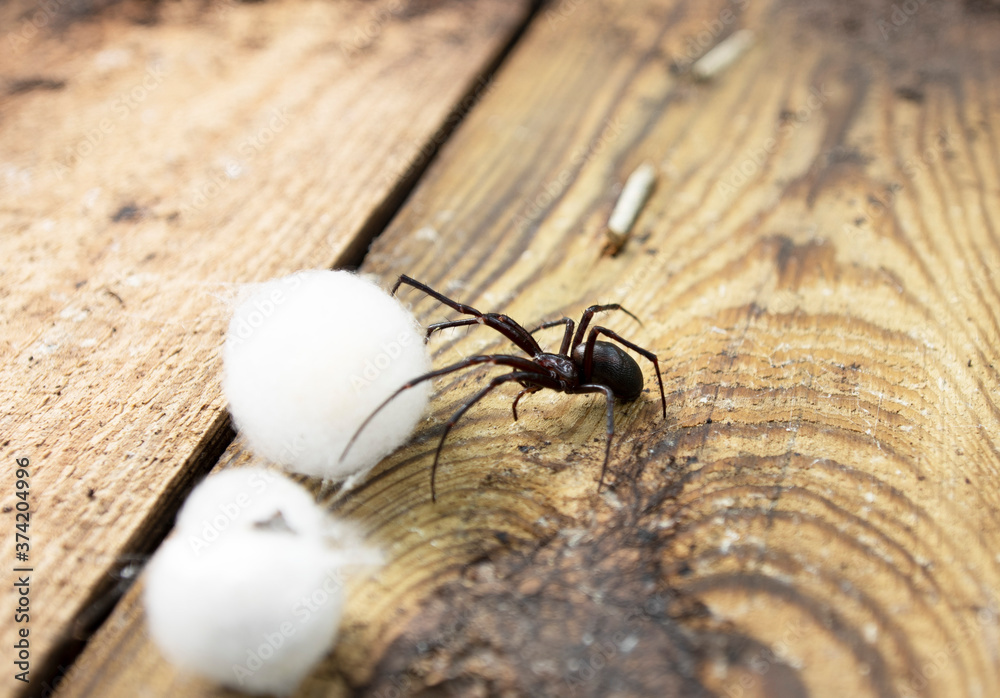 false black widow spider protect nest photographed in Windsor park uk ...