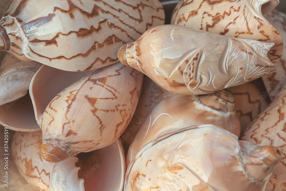 Sea mollusks close-up. Seashells background. Background from exotic ...