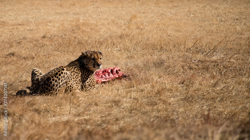 Cheetah eats meat carcass on the wild winter savannah of Africa. Wild ...