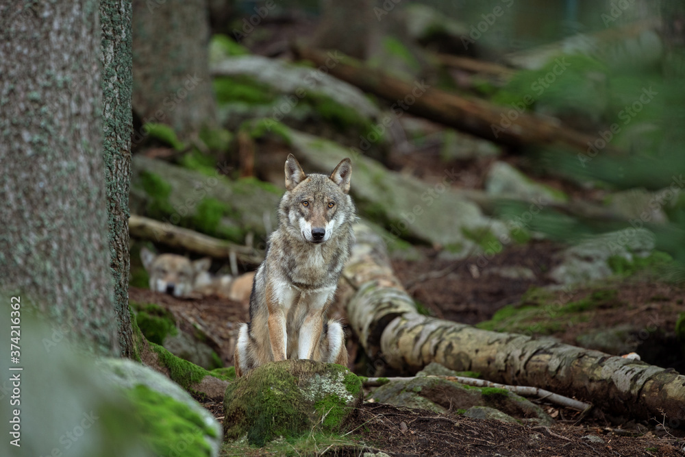Eurasian wolf, canis lupus lupus, hiding in the forest. Europe nature ...