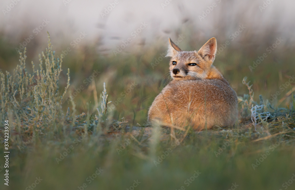 Endangered swift fox in the wild Stock Photo | Adobe Stock