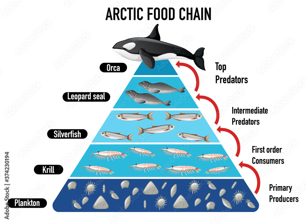 Poster Arctic food chain pyramid – Wall Art | UkPosters