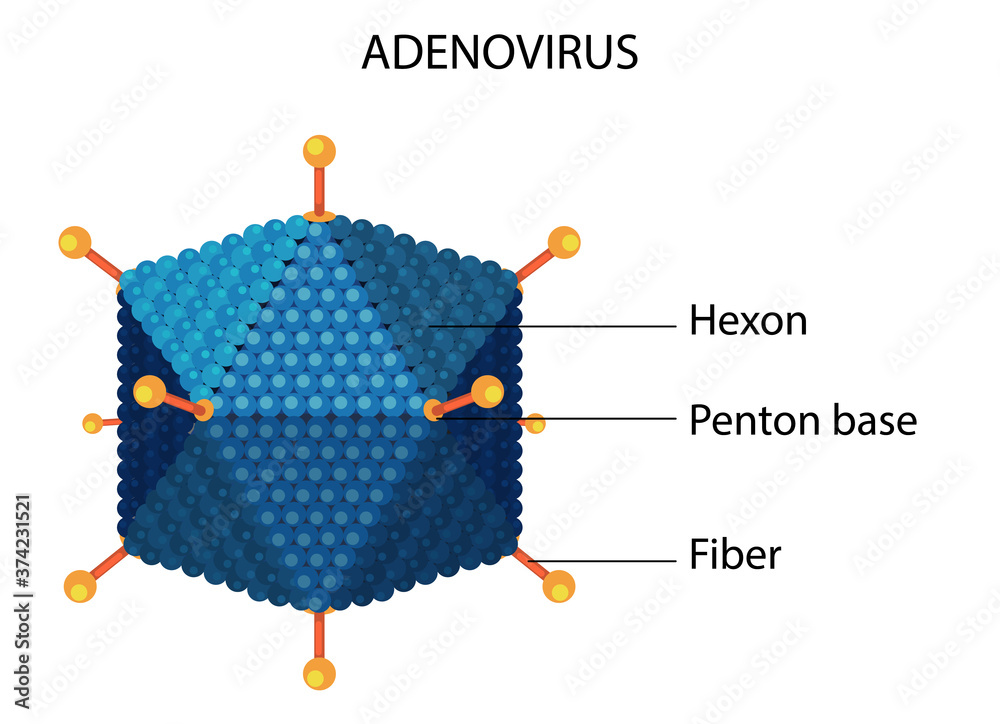 Adenovirus structure diagram on white background Stock Vector | Adobe Stock Adenovirus structure diagram on white background Stock Vector | Adobe Stock