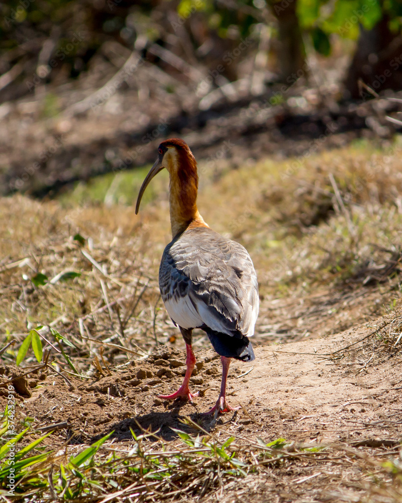 Curicaca, bird with a general lead-gray color, red eyes and feet and a ...