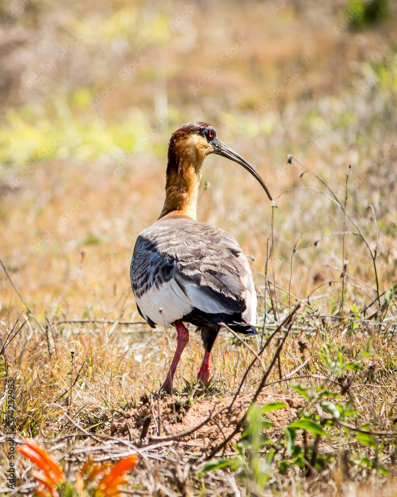 Curicaca, bird with a general lead-gray color, red eyes and feet and a ...