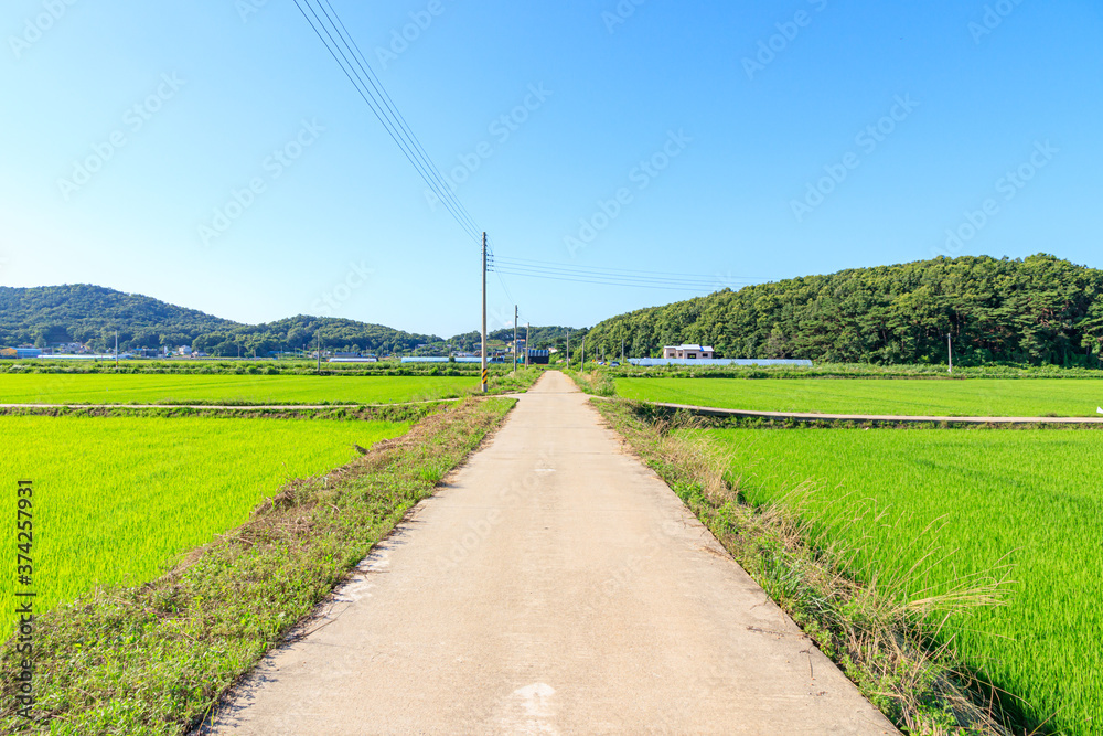 Korean traditional rice farming. Korean rice farming scenery. Rice ...