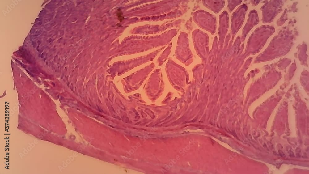 Microscope Dog Jejunum Cross Section x1200 vídeo do Stock | Adobe Stock