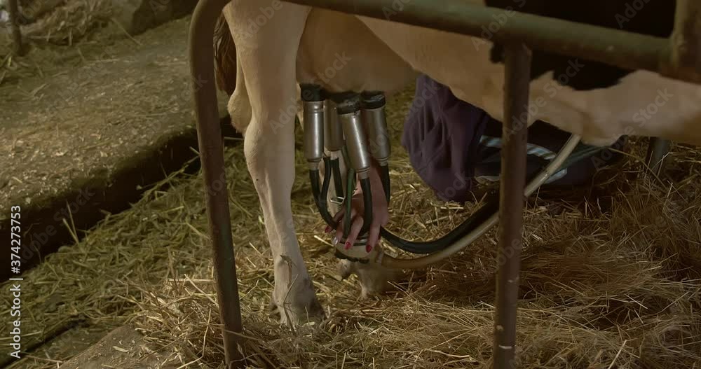 mechanical milking of cows, a human hand disconnects the milking ...