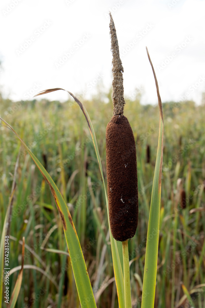 Reed mace plant also known as cat - tail, bulrush, swamp sausage, punks ...