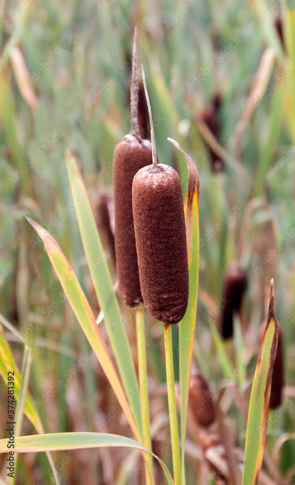 Reed mace plant also known as cat - tail, bulrush, swamp sausage, punks ...