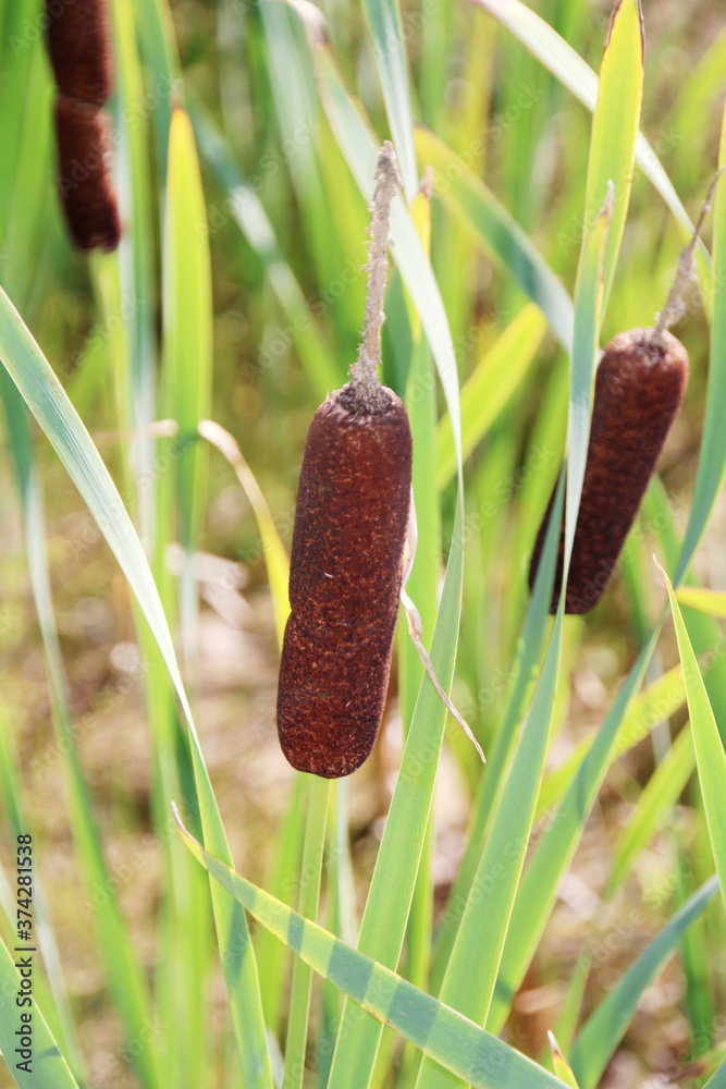 Reed mace plant also known as cat - tail, bulrush, swamp sausage, punks ...