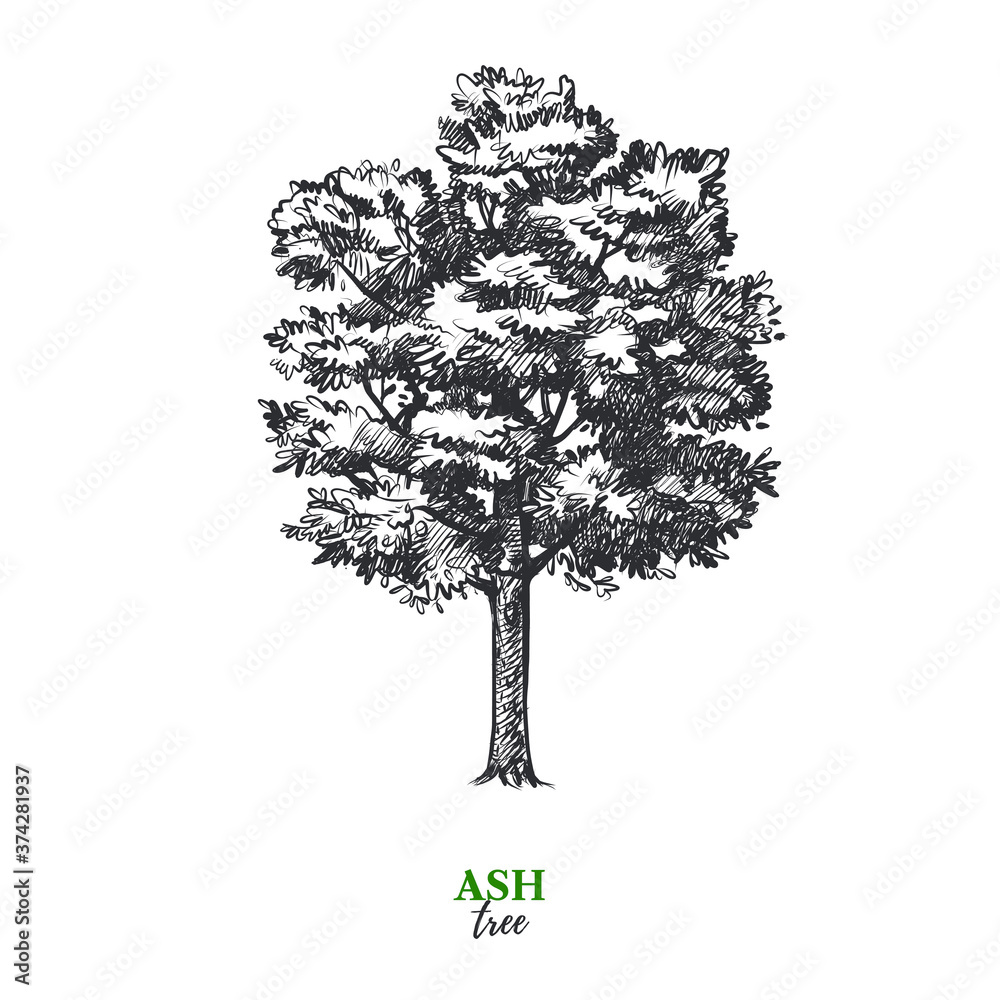 Hand drawn sketch ash tree illustration. Vector isolated vintage ...