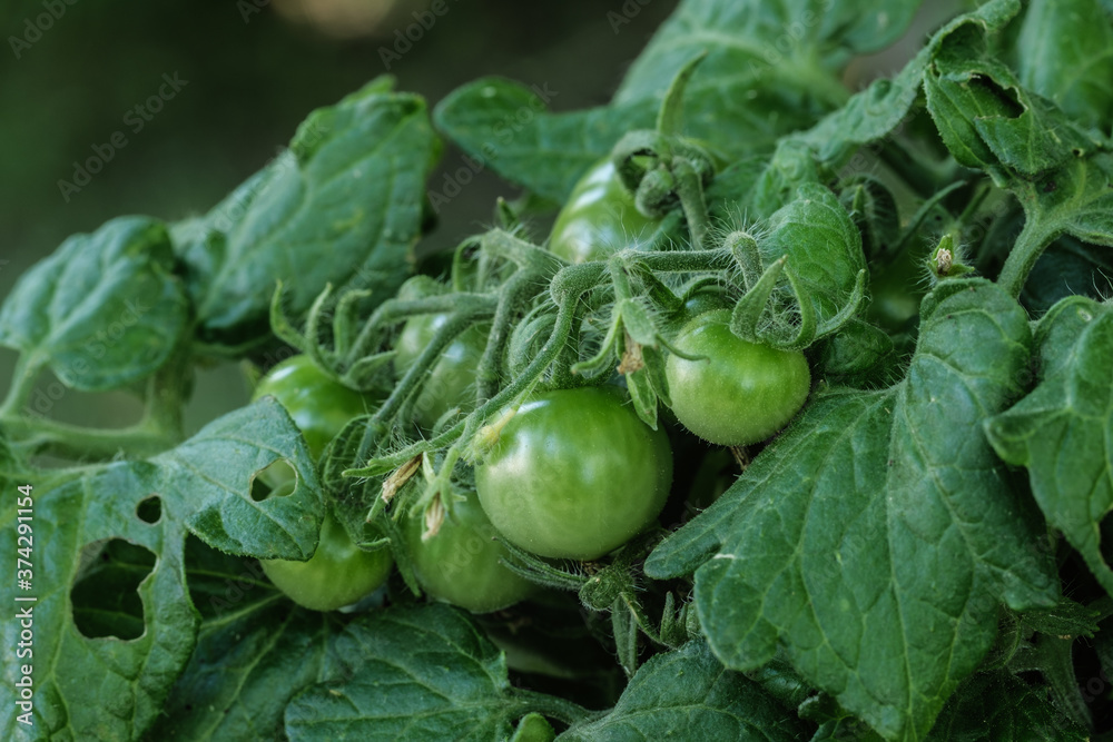 Noch unreife grüne Mini-Tomaten im Sommer an einer Tomatem-Pflanze im ...