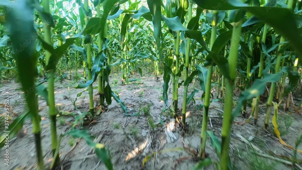 Escaping through corn in farmer's field. Running away deep amongst the ...