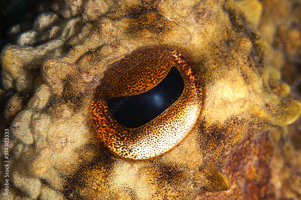 Octopus Eyes