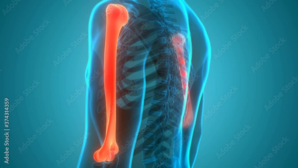 Human Skeleton System Humerus Bone Joints Anatomy Animation Concept ...