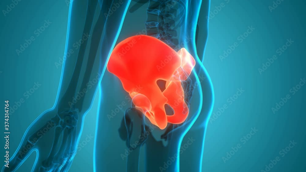 Human Skeleton System Hip Bone Joints Anatomy Animation Concept vídeo ...