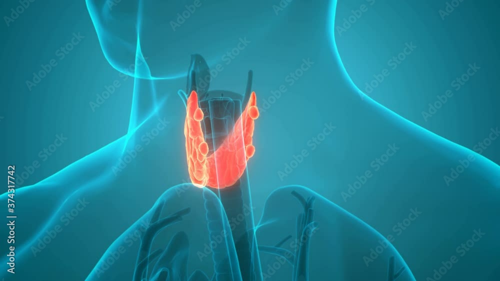 Human Body Glands Thyroid Gland Anatomy Animation Concept Stock Video ...