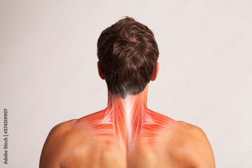 Upper back muscles anatomy, human body Stock Photo | Adobe Stock