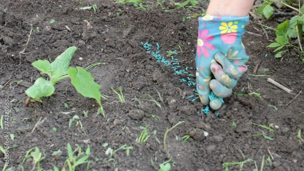 Poison for snails. Female hand is spreading blue bait on the ground to ...
